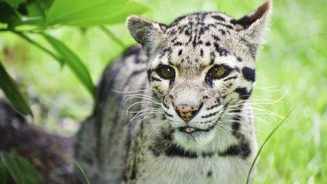 How Burmese fishermen upset Irrawaddy dolphins - BBC News