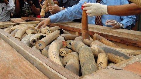 East Asian networks 'smuggle ivory across Africa' - BBC News