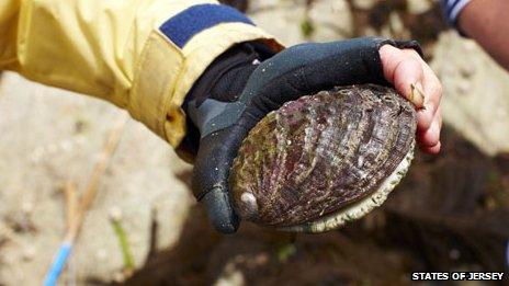 Jersey officers on patrol to tackle illegal ormer fishing - BBC News