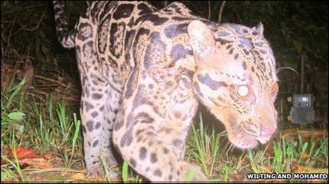 'Spesies' baru macan dahan ditemukan - BBC News Indonesia