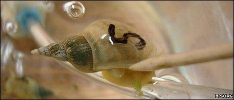 Snail 'meth' experiment yields drug addiction clue - BBC News