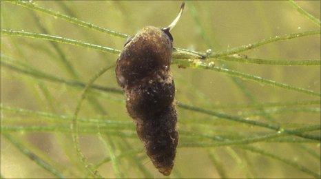 'Missing' spire snail back in lagoon - BBC News