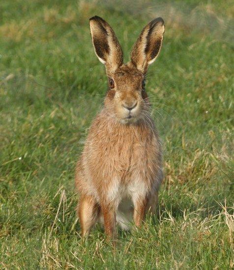 Pictures: Britain's most threatened species - BBC Newsround