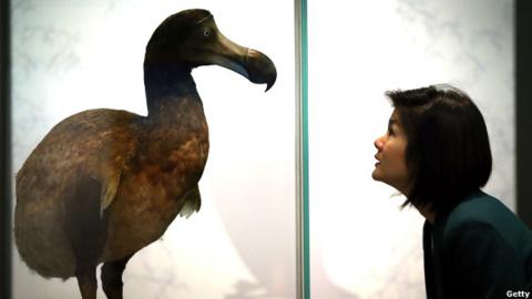 Dead as a Dodo - BBC News Tiếng Việt