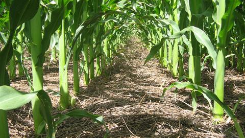 Los rastrojos que ayudan a salvar el planeta - BBC News Mundo