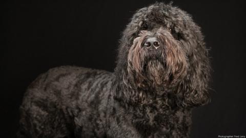 En fotos: la belleza de los perros negros - BBC News Mundo
