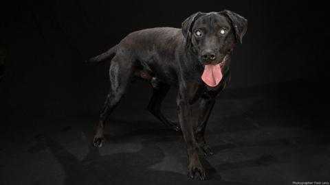 En fotos: la belleza de los perros negros - BBC News Mundo