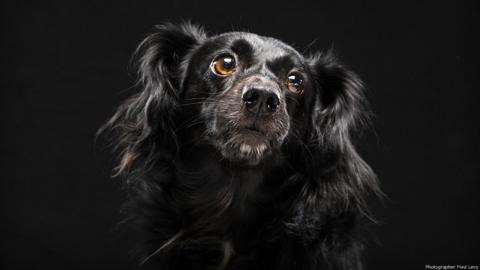 En fotos: la belleza de los perros negros - BBC News Mundo