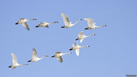 ¿Cómo se organizan los pájaros para volar en bandada? - BBC News Mundo