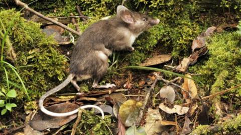 Tim ilmuwan temukan spesies tikus baru di Sulawesi - BBC News Indonesia