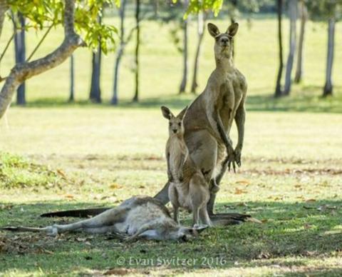 Como cientistas explicam 'luto' de canguru que comoveu a Austrália ...