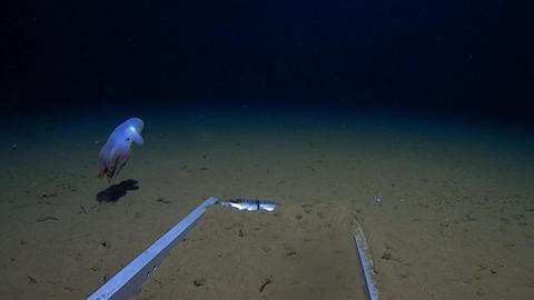 World's deepest octopus captured on camera - BBC News