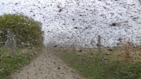 Bumper midge hatch alert after warm spell - BBC News