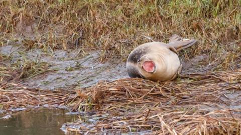 Seal captured at Baston Fen Nature Reserve by photographer - BBC News