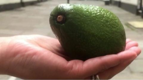 Avocado injuries a thing of the past? - BBC News
