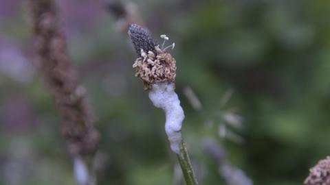 Cuckoo spit: The foamy white goo on your plants - BBC Newsround