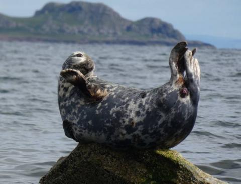 Your pictures of Scotland: 14 July to 21 July - BBC News