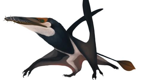 Flying reptile: Remains of scary prehistoric creature discovered - BBC News