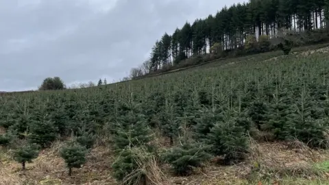 Planting of 85,000-tree Isle of Man 'people's wood' begins