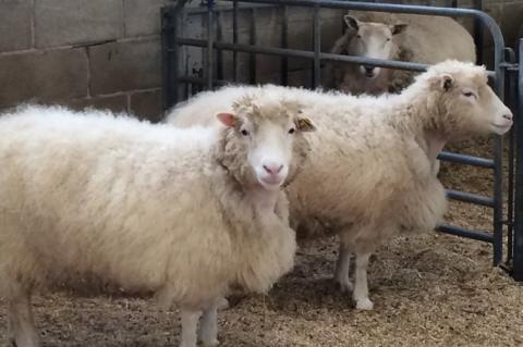 Las cuatro hermanas de la oveja Dolly que pueden ayudar a responder una ...