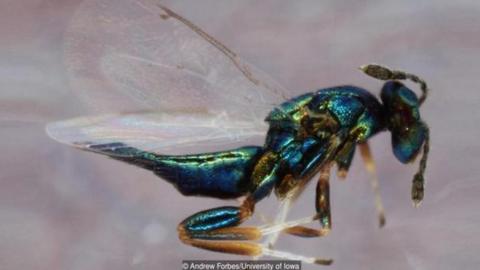 Os zumbis da natureza que superam as histórias de ficção científica ...