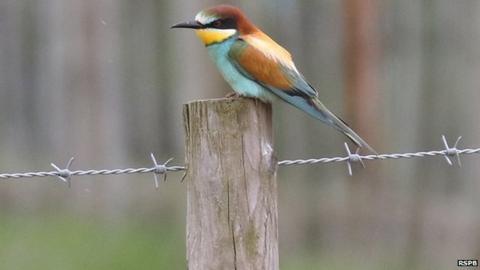 Rare bee-eater birds at Cumbrian quarry attract thousands - BBC News