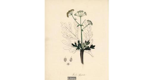 Silfio: el enigma de la planta "milagrosa" que sedujo a griegos y ...