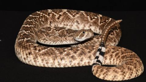 Nature: Rattlesnakes' sound 'trick' fools human ears - BBC News