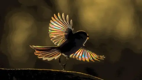 British birds photographed with rainbow wings in Shropshire