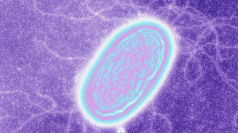 Los impresionantes microbios que comen y defecan electricidad - BBC ...