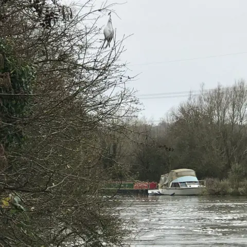 Gull with beak impaled on fishing hook seen dangling from tree