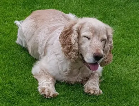 Councillor's dog to be destroyed after attack on cocker spaniel