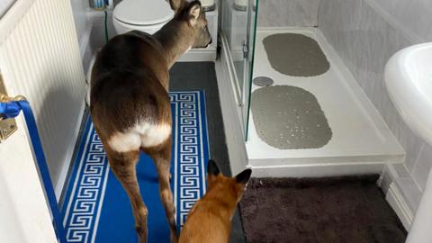 The blind fox that lives in Nuneaton with deer and dog - BBC News