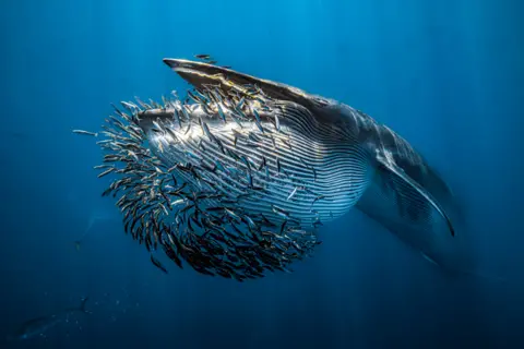 Underwater Photographer of the Year 2024 winners