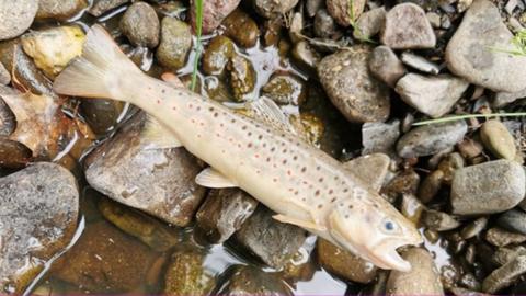Dead fish found in Cwmbran canals choked by duck weed - BBC News