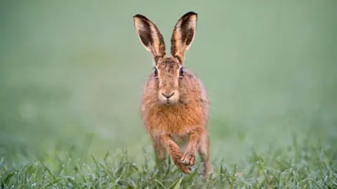 Dog bans and fines for two charged under new hare coursing law