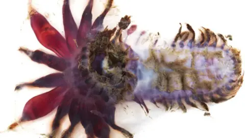 Scientists find new deep sea species in seas off Java