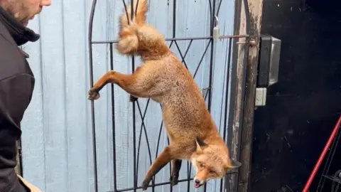 Leatherhead's Wildlife Aid treats fox found hanging by tail from gate