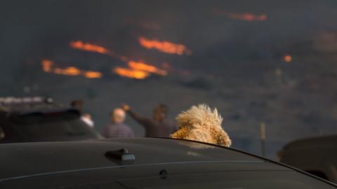 In pictures: The animals caught in California's wildfires - BBC News