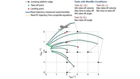 How a spider jumps on its prey - science has the answer - BBC News