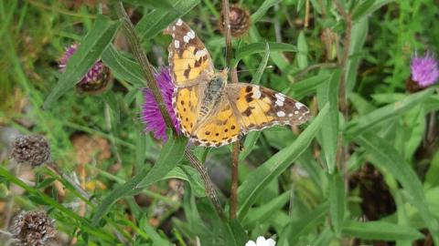 In pictures: Painted lady butterflies spotted across the UK - BBC News