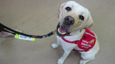 Medical assistance dogs 'not only life-changing but life-saving' - BBC News