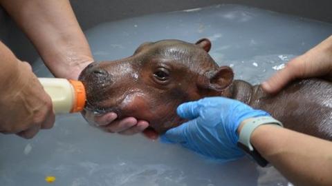 Gallery: Baby hippo starts teething - BBC Newsround