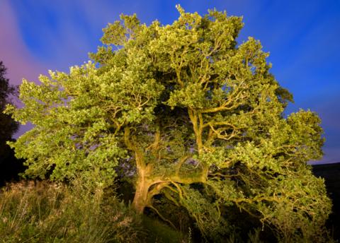 Scotland's Tree of the Year finalists unveiled - BBC News