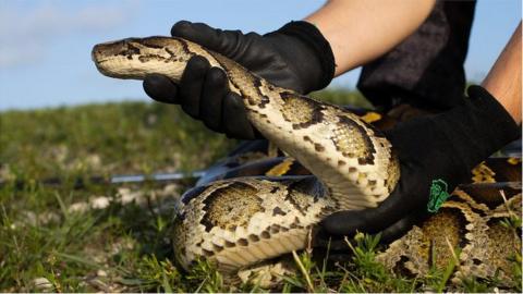 US snake hunters fight pythons big enough to devour gators - BBC News
