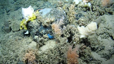 Atlantic Ocean 'running out of breath' - BBC News