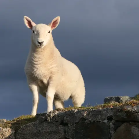 Your pictures of Scotland: 10-17 June
