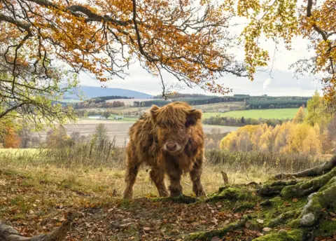 Your pictures of Scotland: 12-19 November