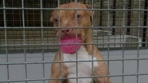 The Dangerous Dogs Act 25 years on: How effective has it been? - BBC News