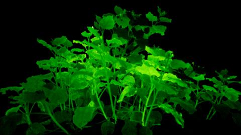 Glow in the dark plants and other bioluminescent creatures - BBC Newsround